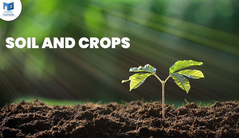 Soil and Crops - Overview, Definition, Types | Home Tution